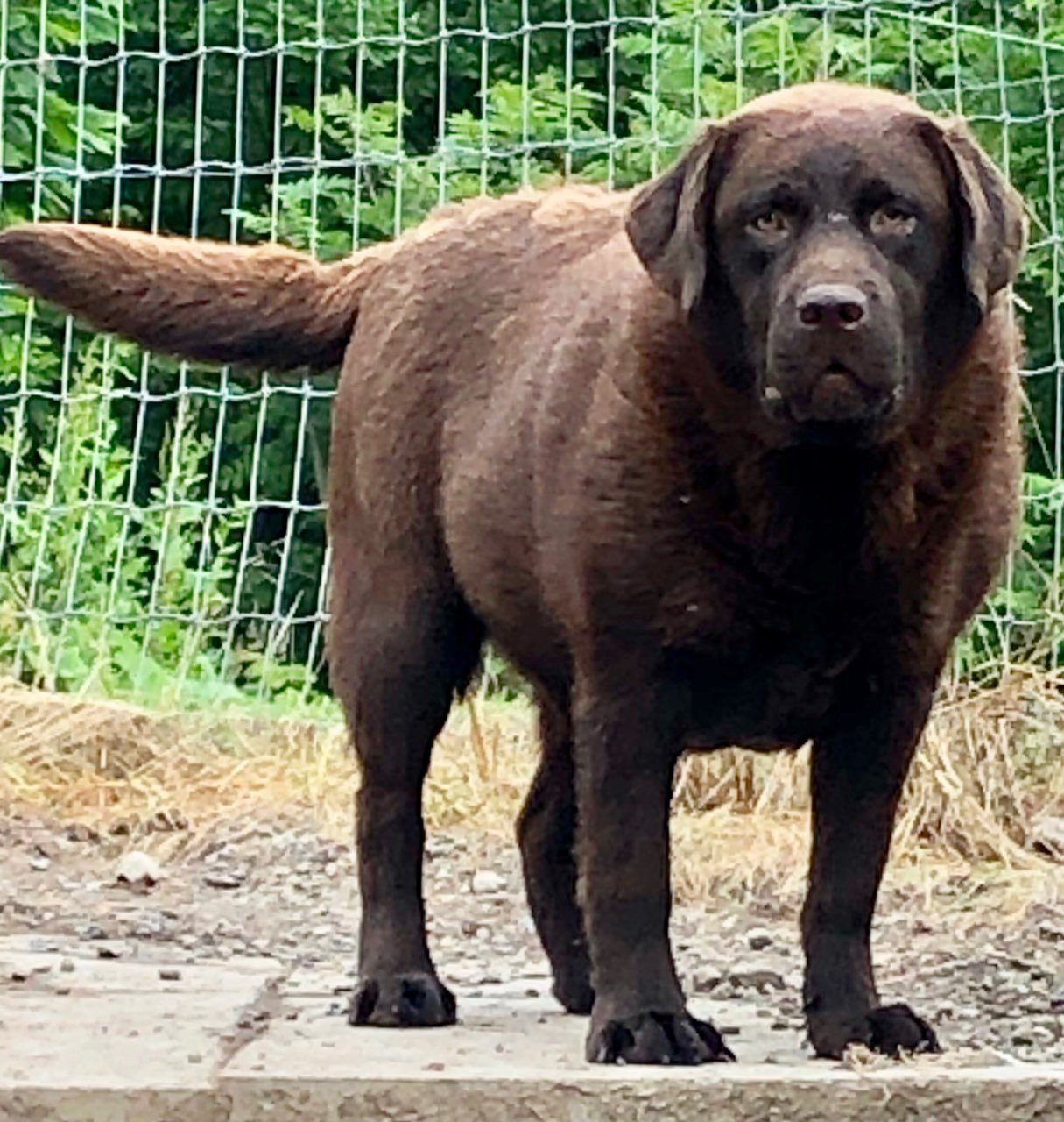 Labradors Available Now | Humehill