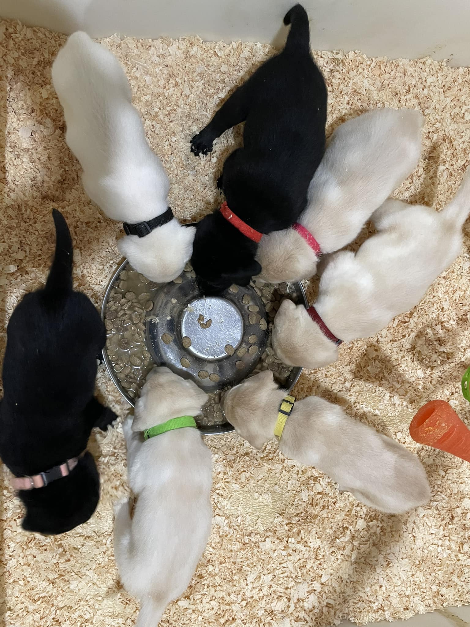 Labradors Available Now | Humehill