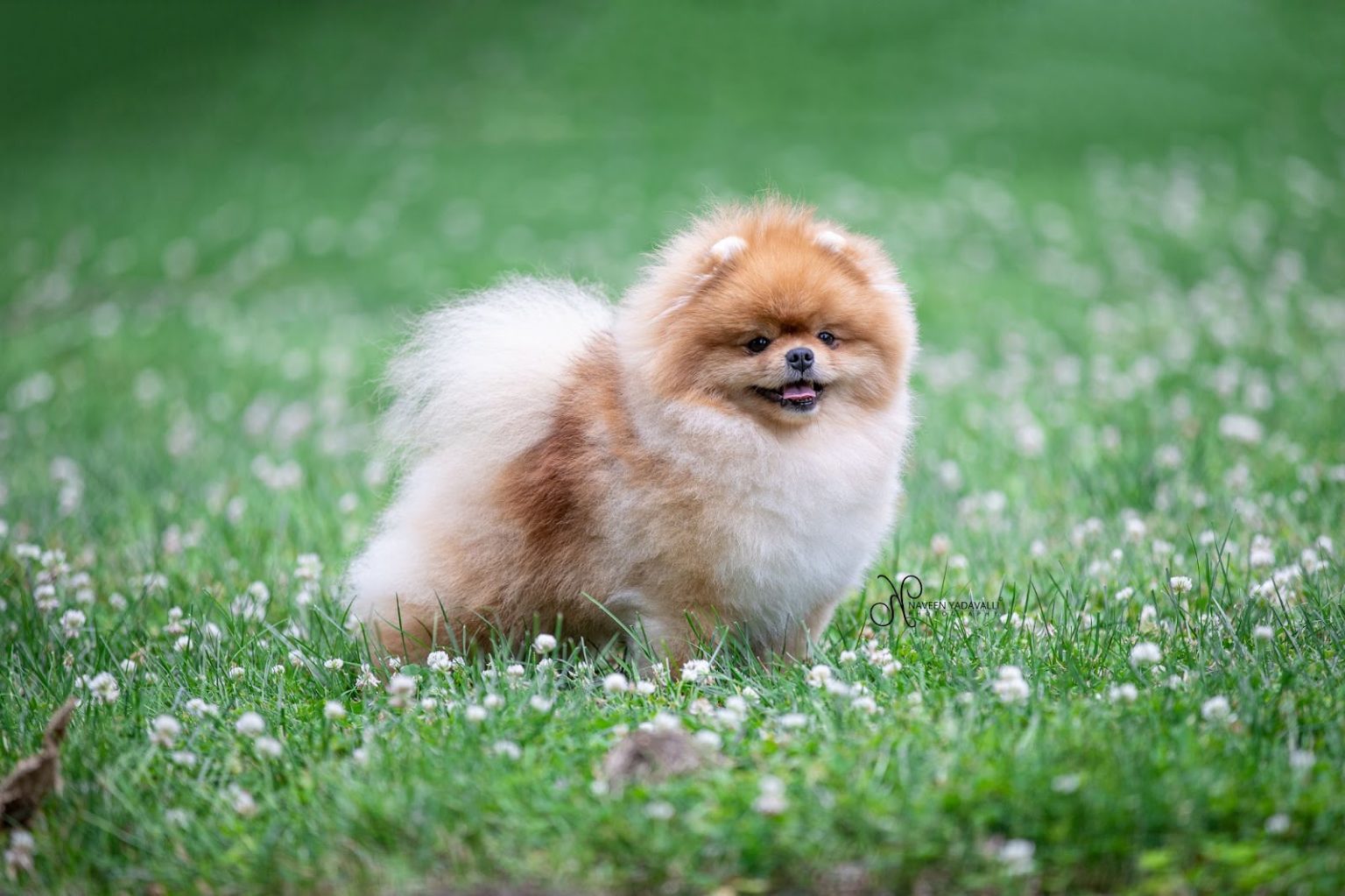 Adult Pomeranians | Humehill