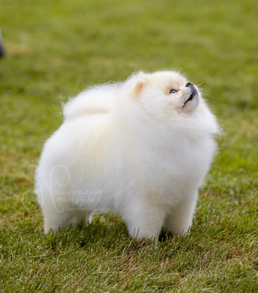 Gr.Ch.Yuri - Gr.Ch. Jan-Shars Piece Of The Puzzle | Humehill