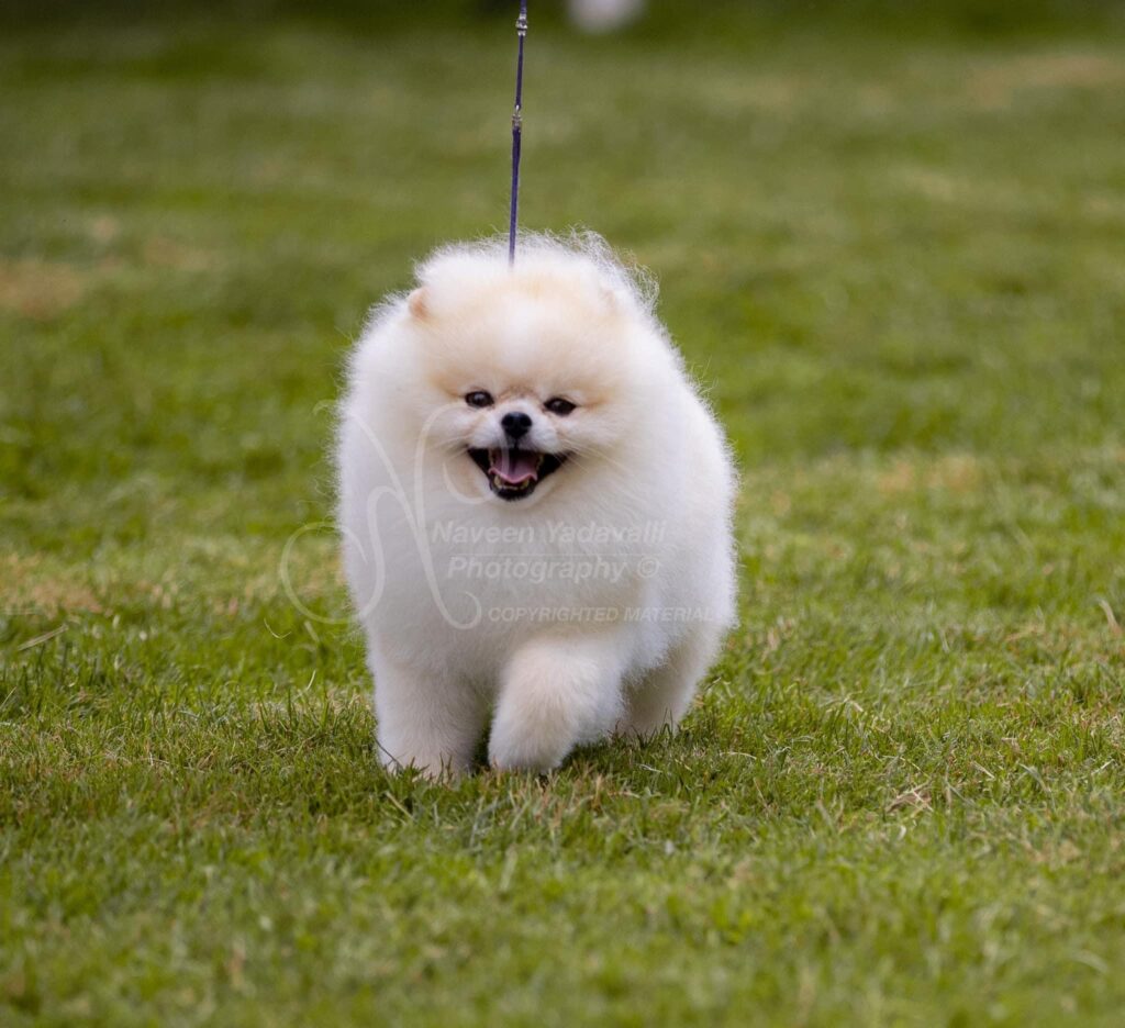 Gr.Ch.Yuri - Gr.Ch. Jan-Shars Piece Of The Puzzle | Humehill