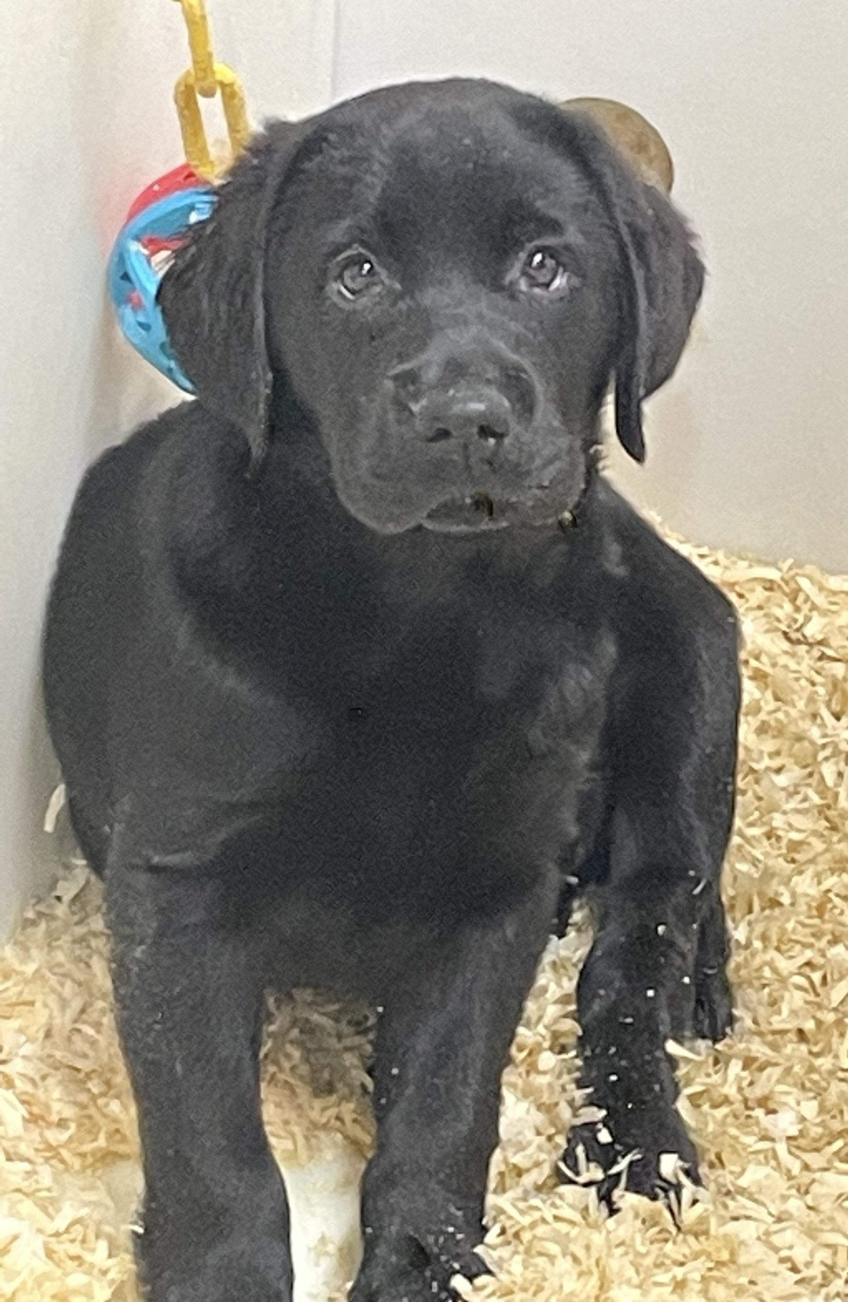 Labradors Available Now | Humehill