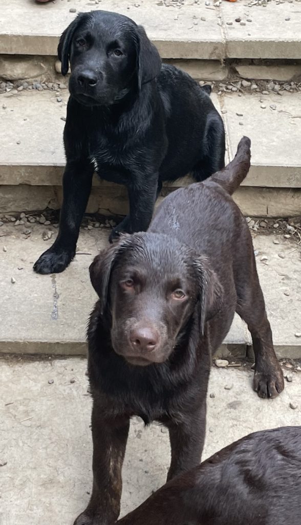 Labrador puppies/young adults | Humehill
