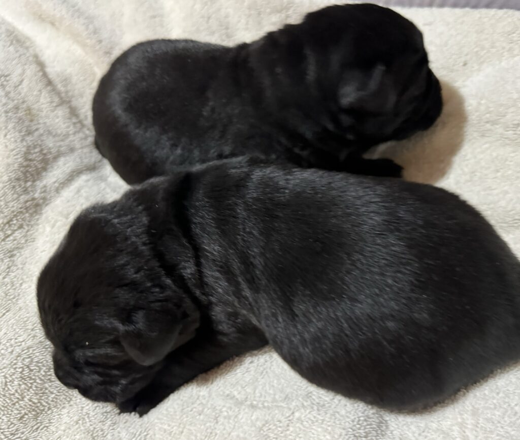 Black Labrador female puppy | Humehill