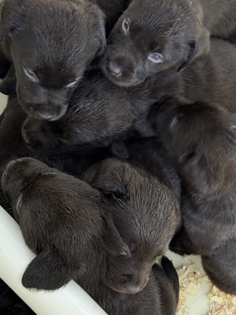 Labradors Available Now | Humehill