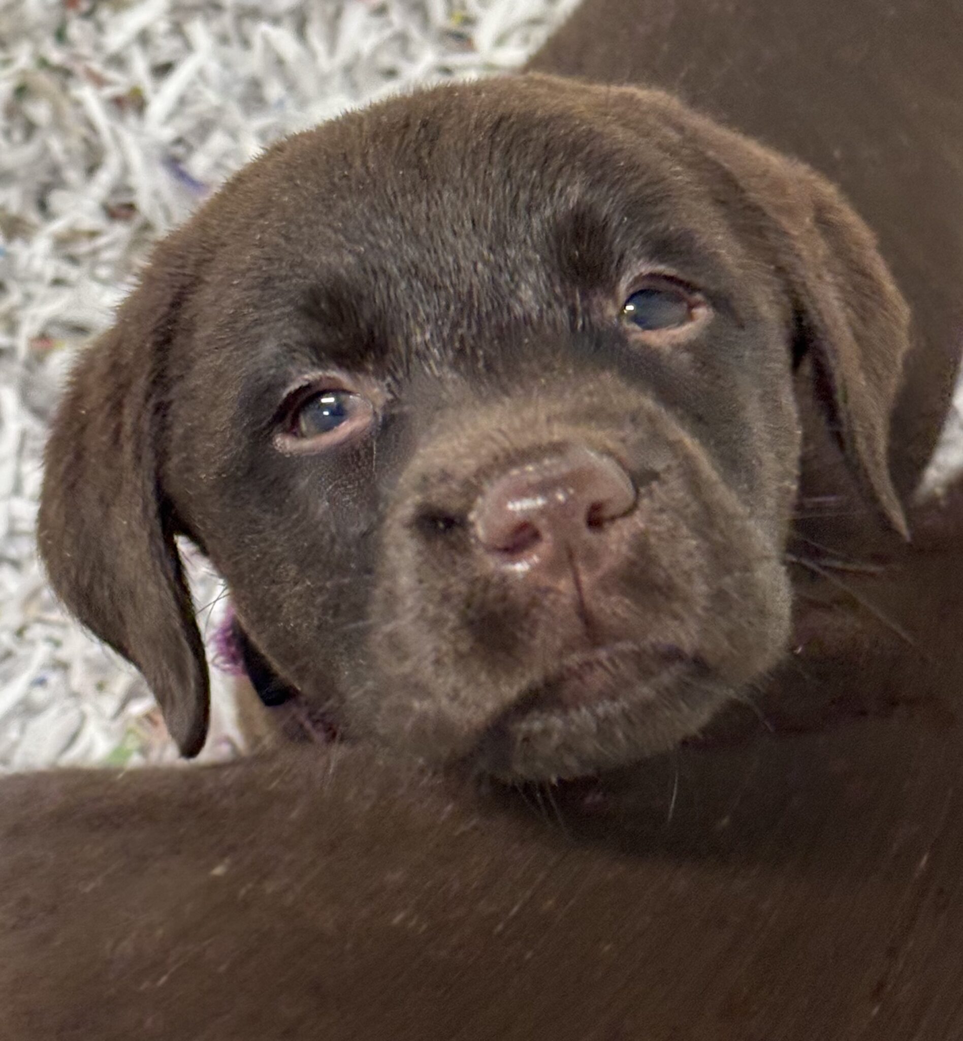 Chocolate Labrador Puppies | Humehill