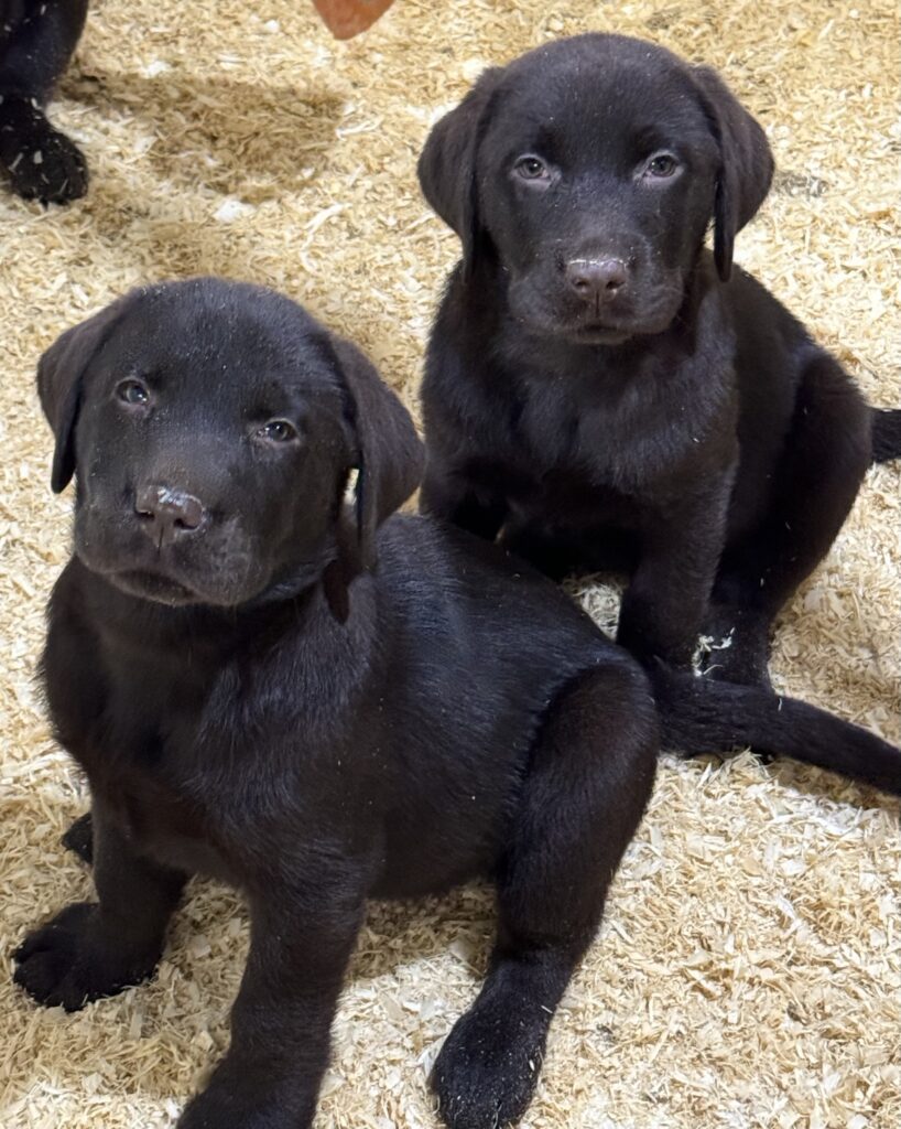 Chocolate Labrador Puppies | Humehill
