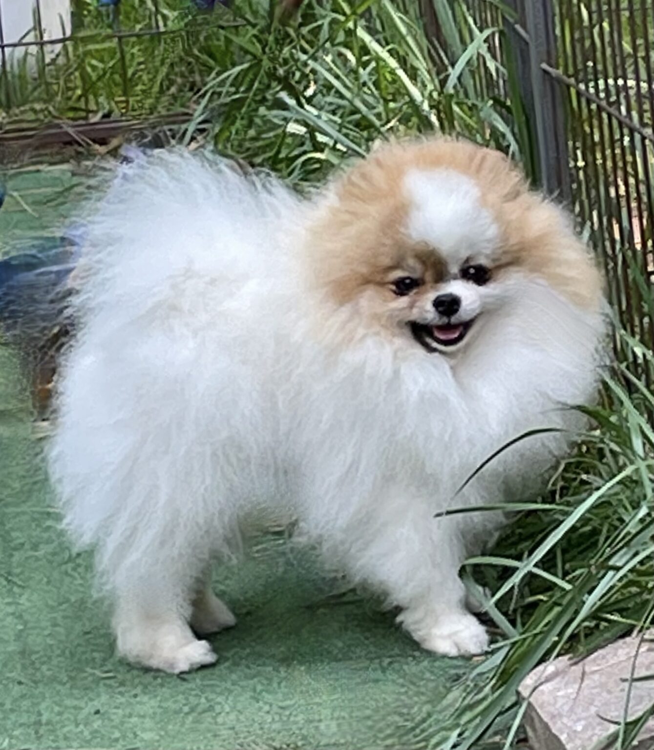 Adult Pomeranians | Humehill