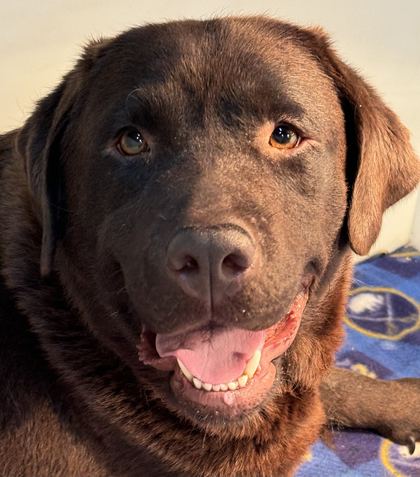 Adult Labradors | Humehill